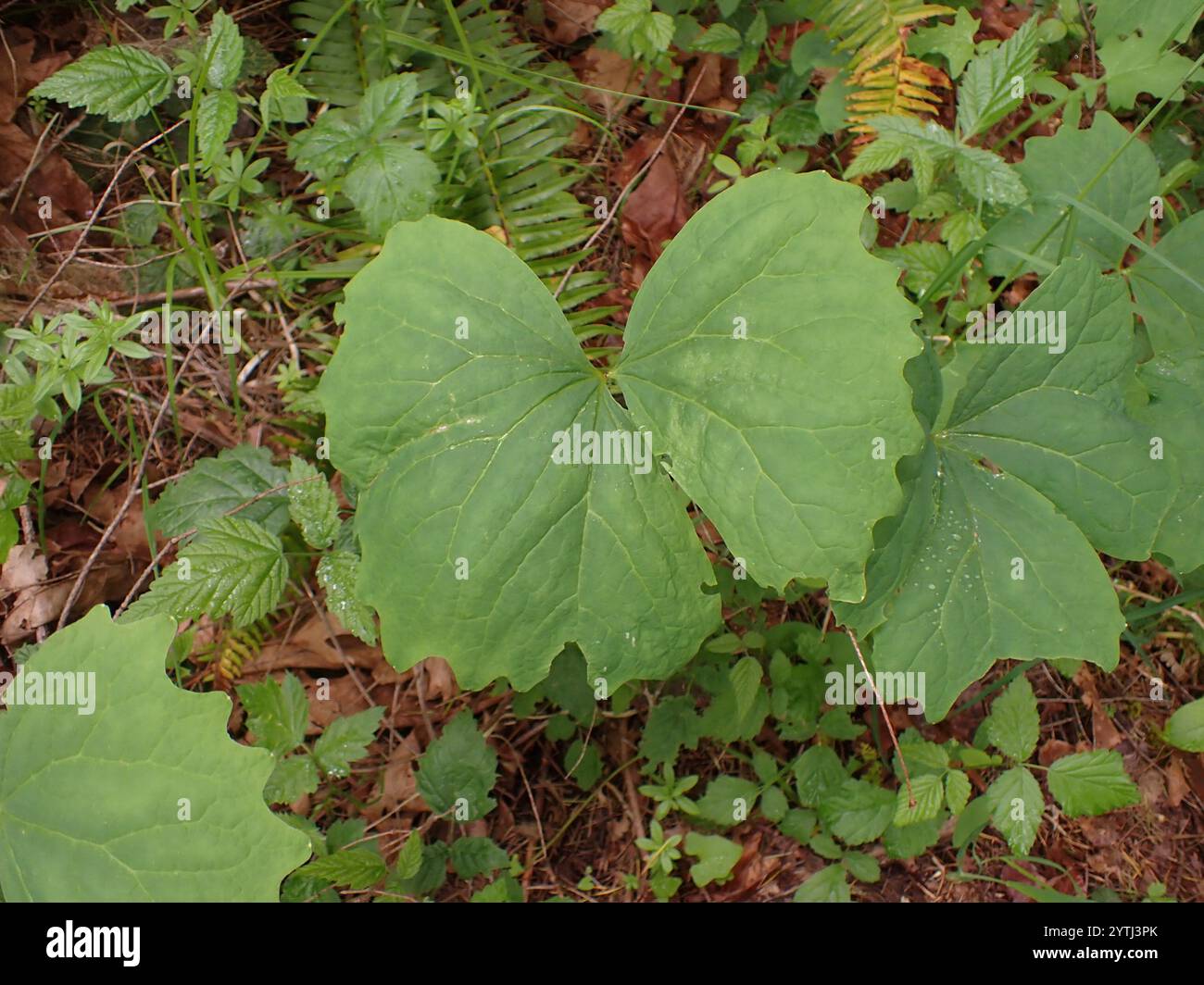 vanilla leaf (Achlys triphylla Stock Photo - Alamy