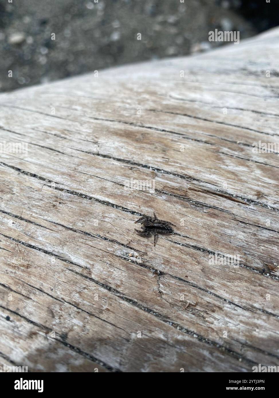California Flattened Jumping Spider (Platycryptus californicus Stock Photo - Alamy