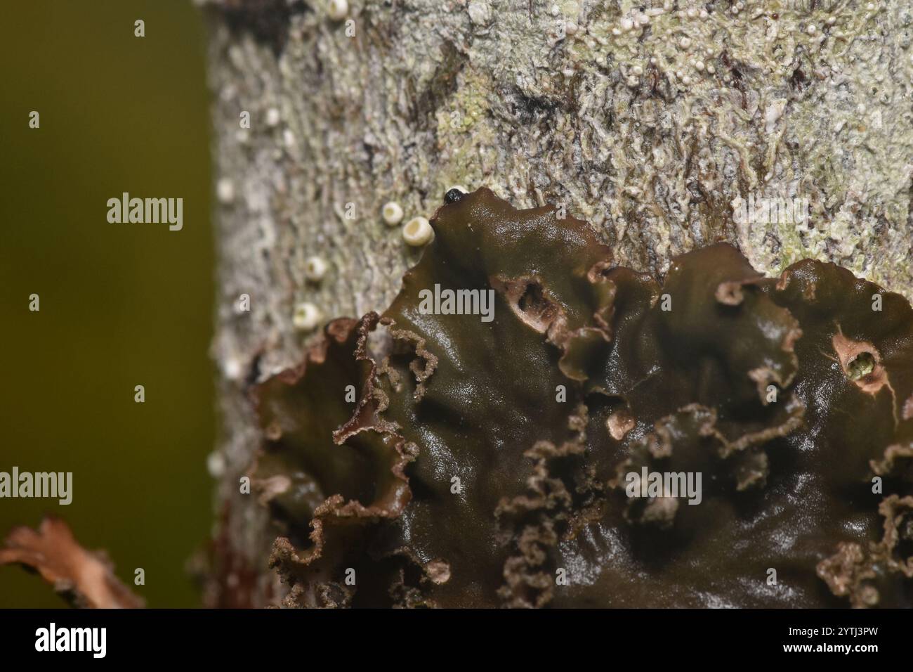 tree pelt lichen (Peltigera collina Stock Photo - Alamy