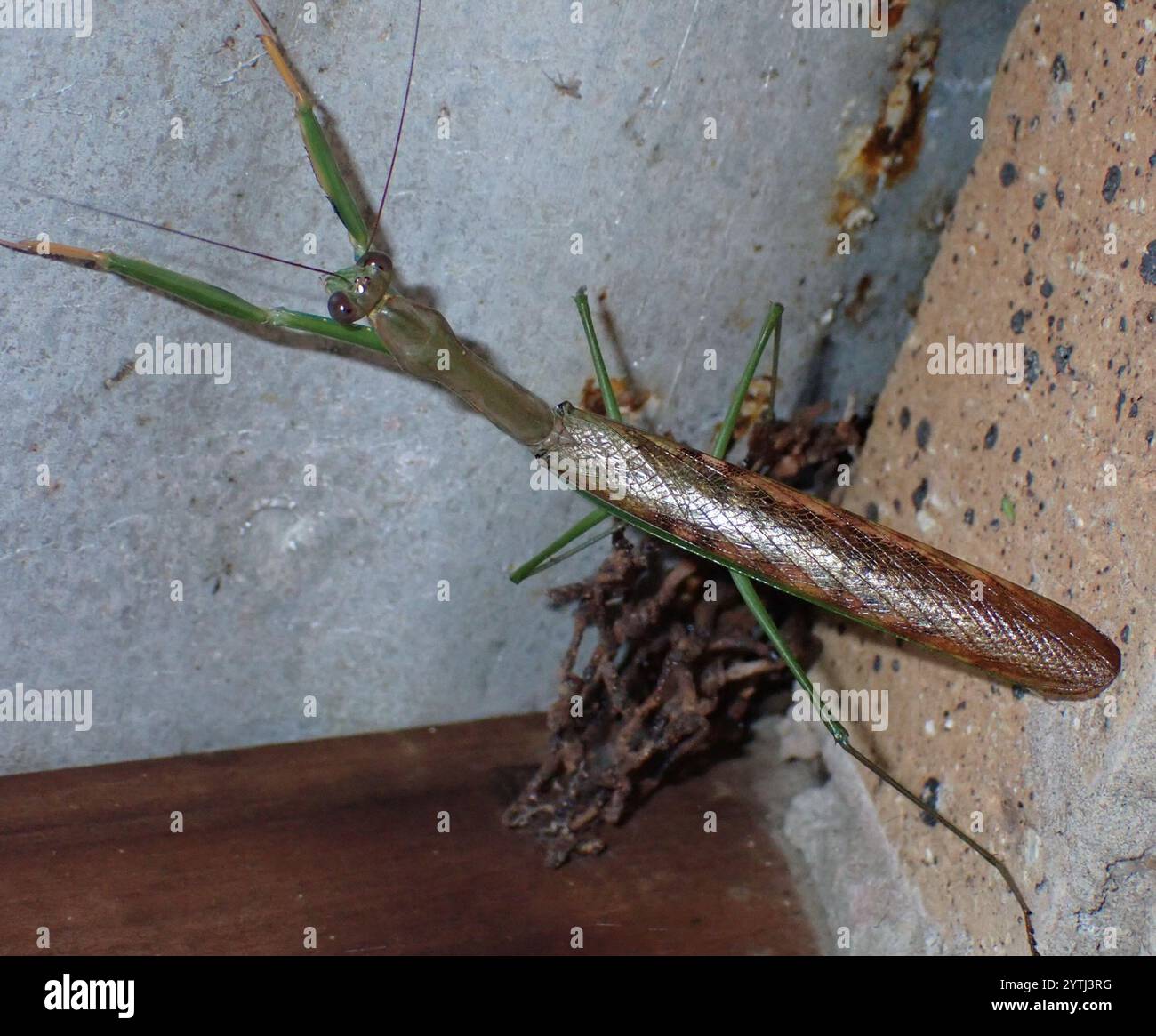 Flag Mantis (Polyspilota aeruginosa Stock Photo - Alamy