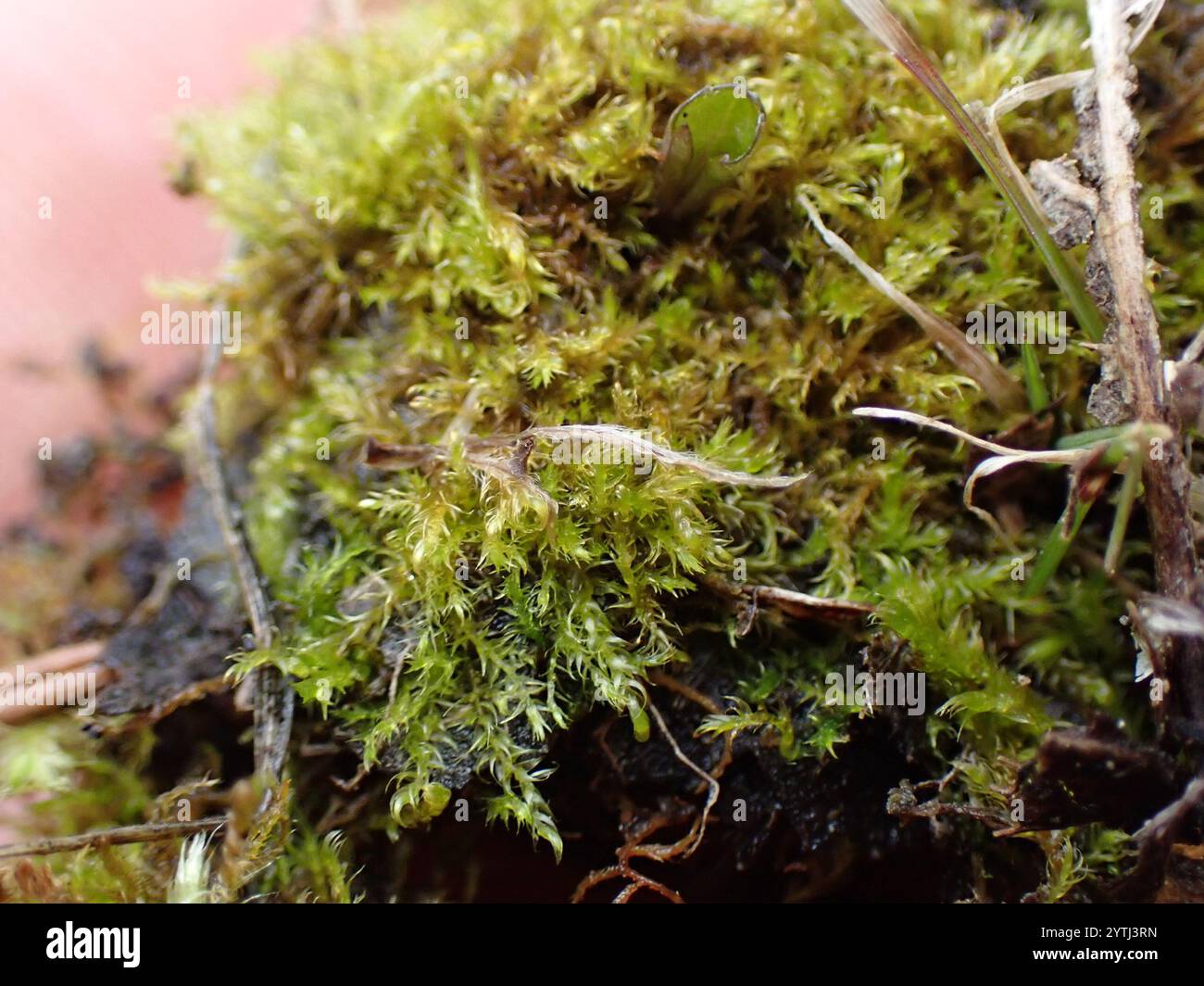 Kneiff's hook-moss (Drepanocladus aduncus Stock Photo - Alamy