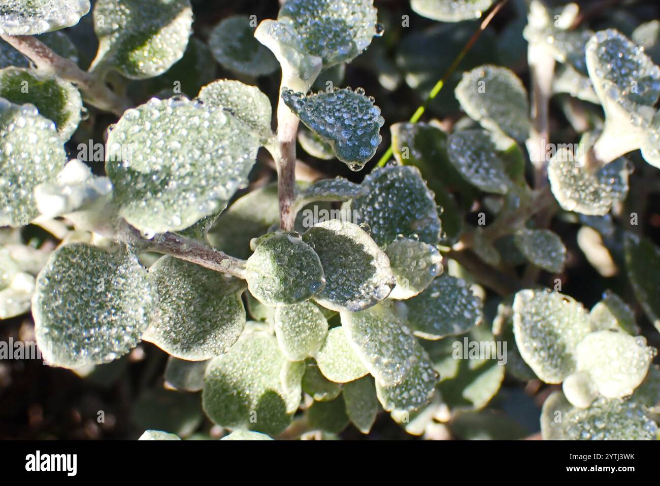 Licorice plant (Helichrysum petiolare Stock Photo - Alamy