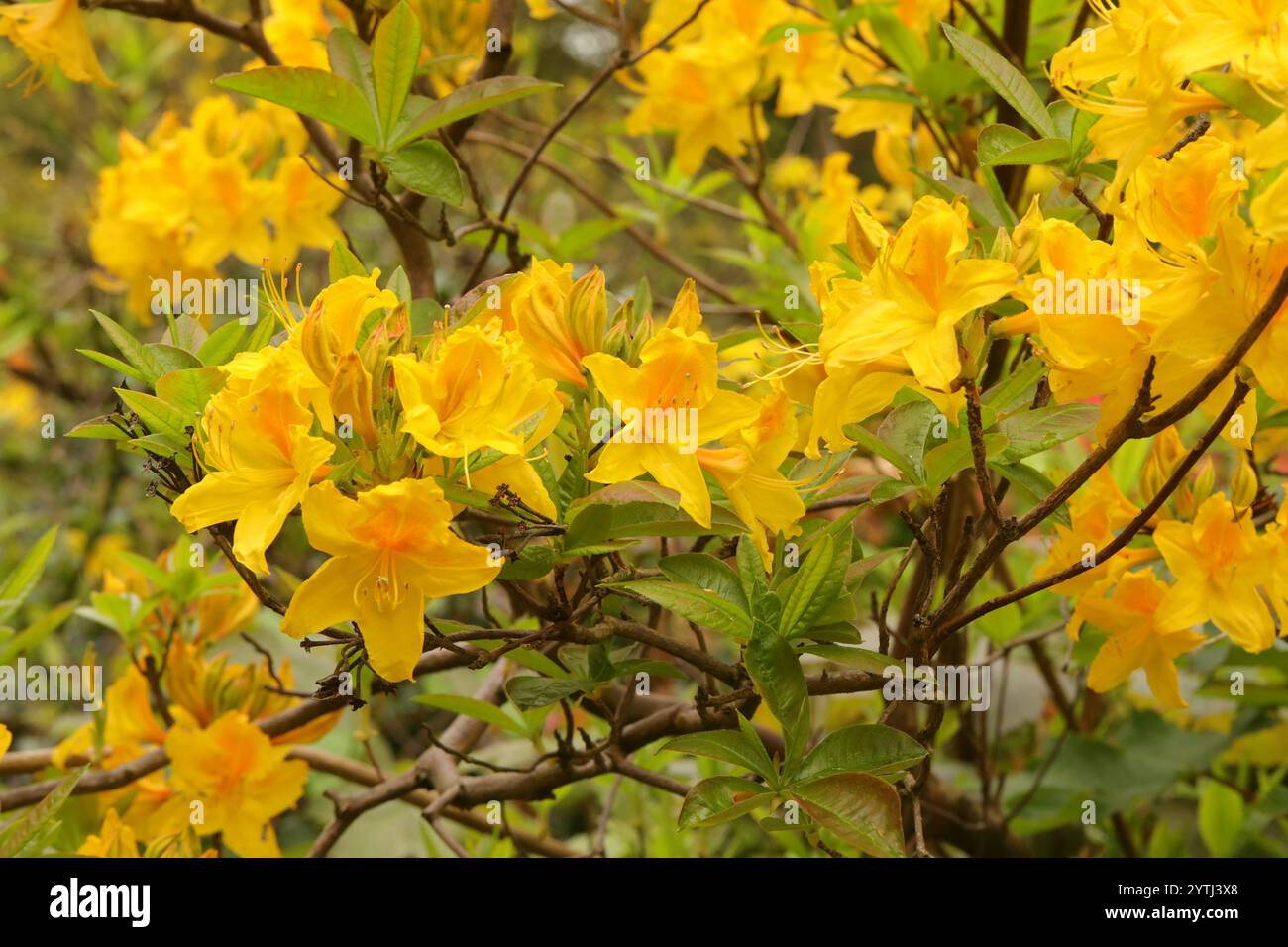 Yellow Azalea (Rhododendron luteum Stock Photo - Alamy