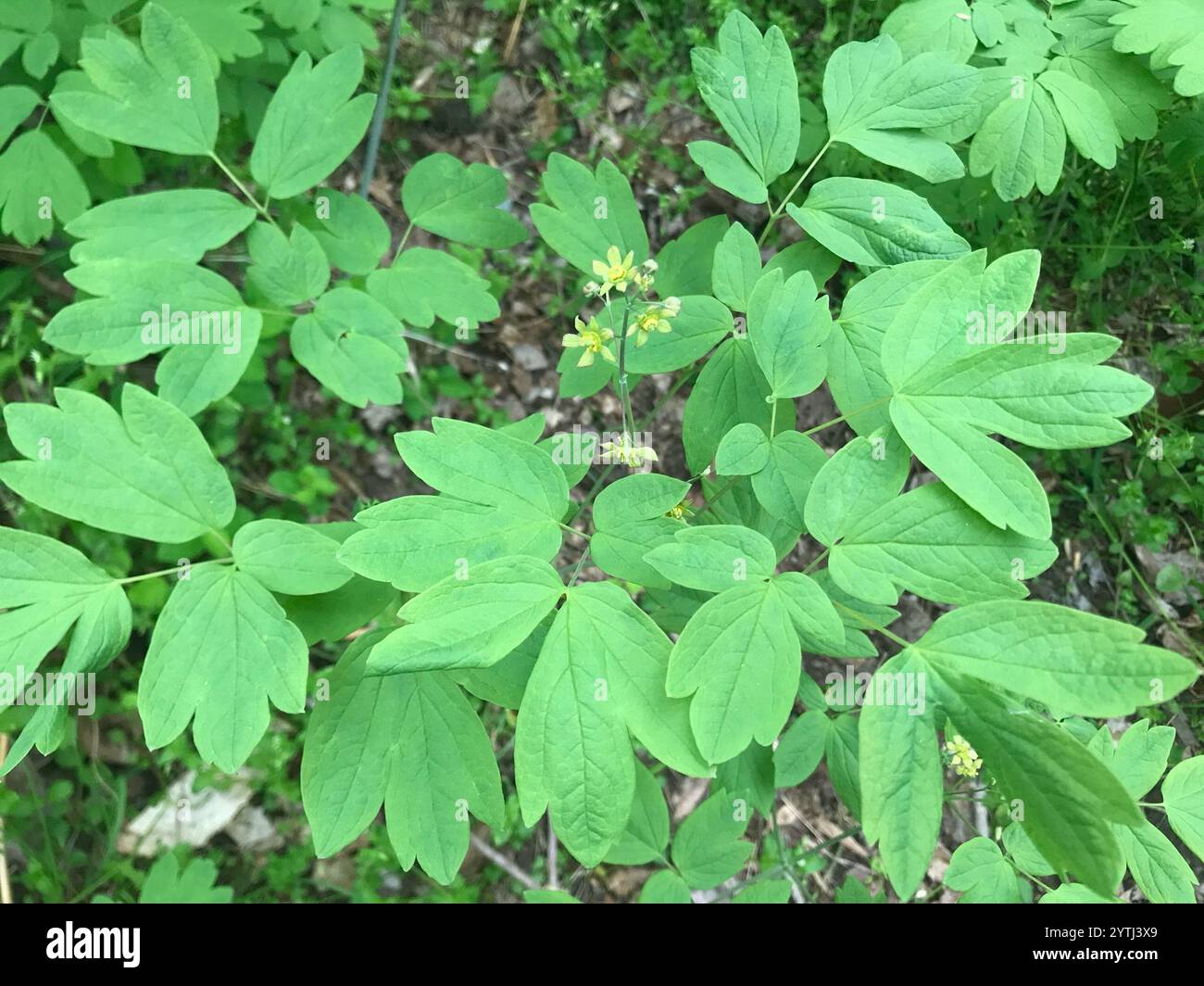 blue cohosh (Caulophyllum thalictroides Stock Photo - Alamy