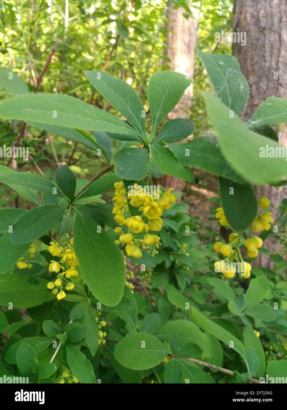 European barberry (Berberis vulgaris Stock Photo - Alamy