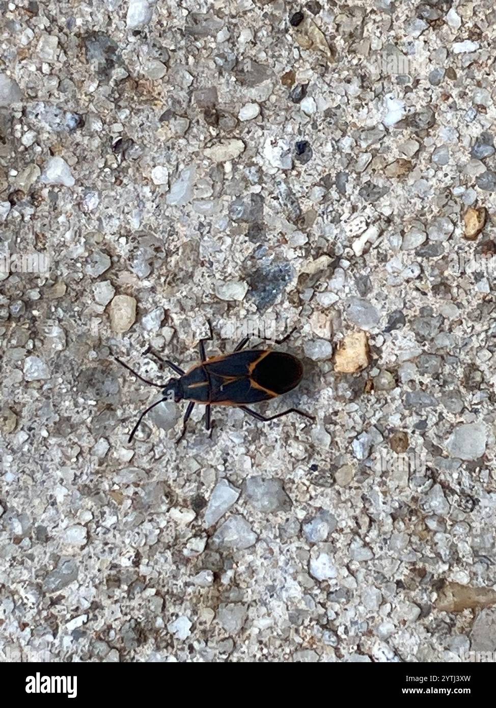 Eastern Boxelder Bug (Boisea trivittata Stock Photo - Alamy