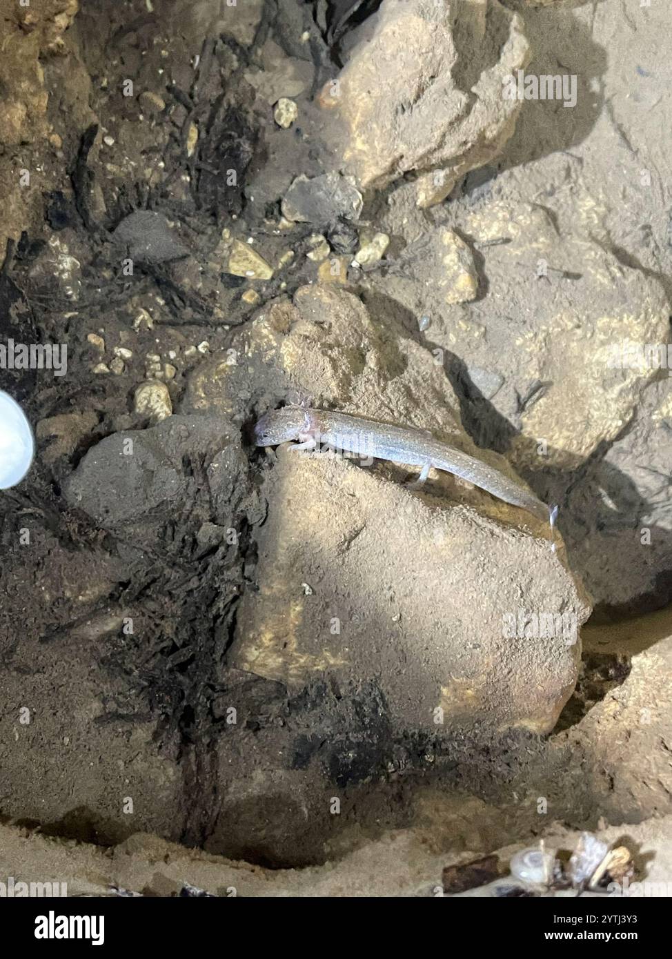 Cascade Caverns Salamander (Eurycea latitans Stock Photo - Alamy