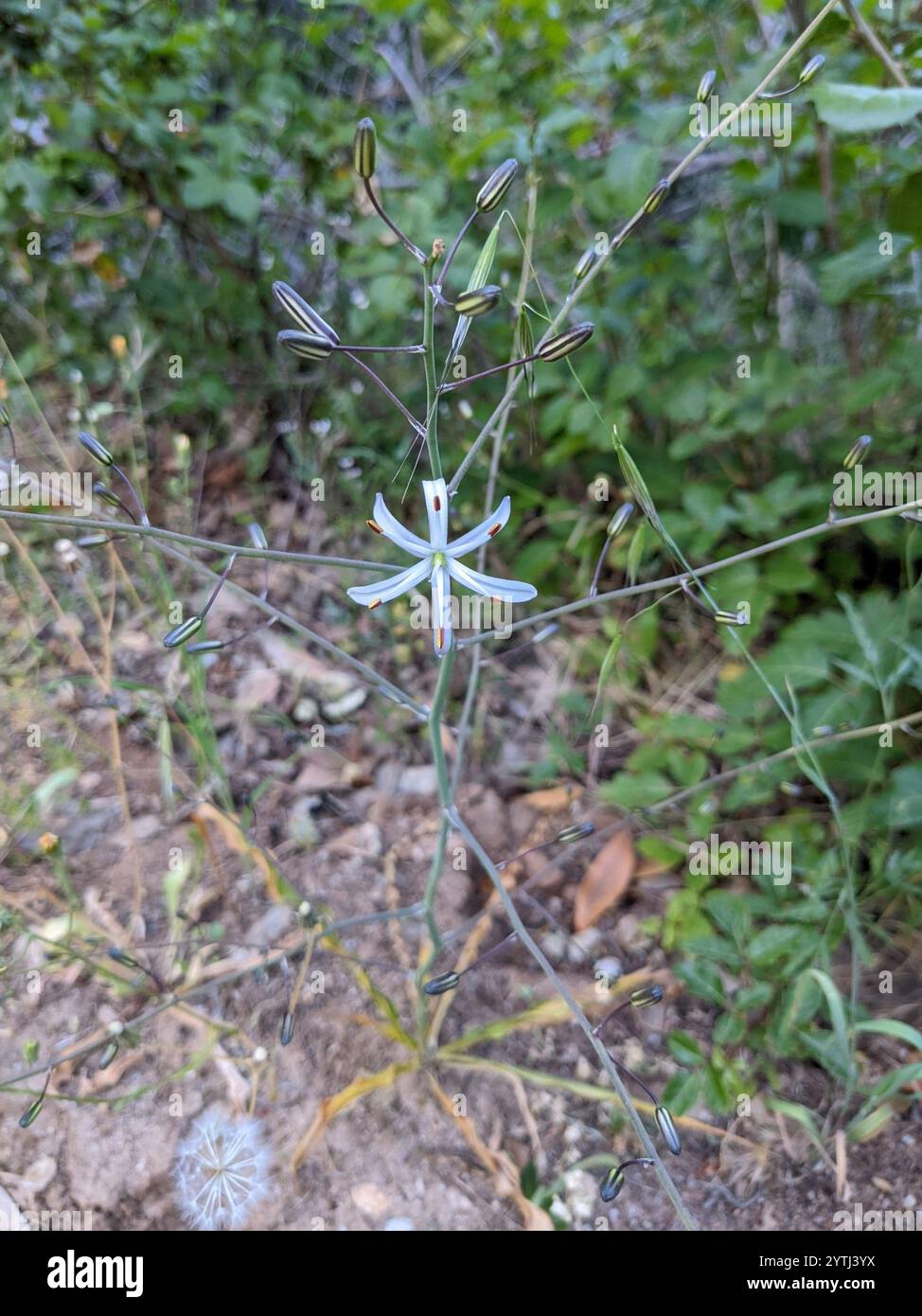wavy-leafed soap plant (Chlorogalum pomeridianum Stock Photo - Alamy