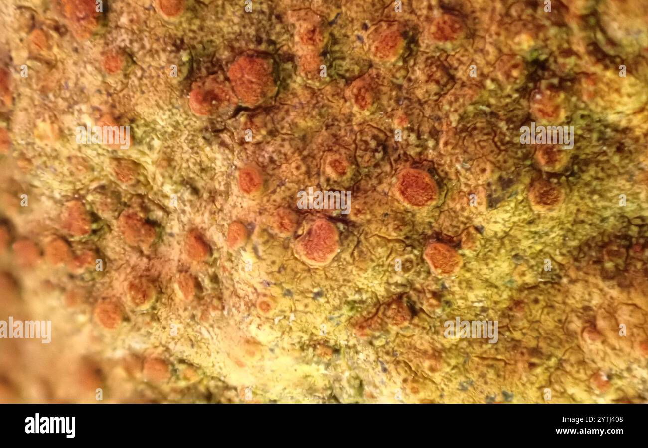 bushy lichens, sea-fog lichens, and allies (Ramalinaceae Stock Photo ...