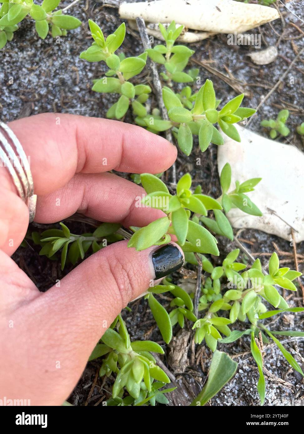 Stringy Stonecrop (Sedum sarmentosum Stock Photo - Alamy