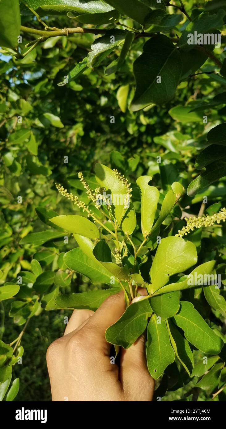 Acacias, Mimosas, mesquites, and allies (Mimosoideae Stock Photo - Alamy