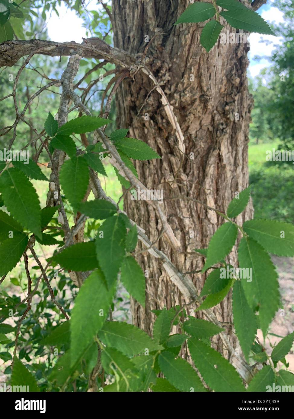 Winged Elm (Ulmus alata Stock Photo - Alamy