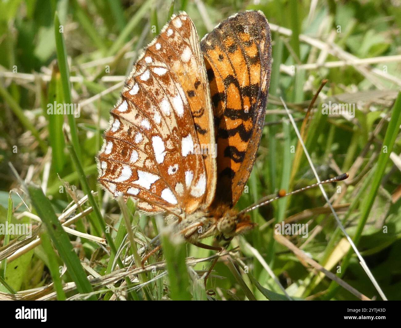 American Silver-bordered Fritillary (Boloria myrina Stock Photo - Alamy