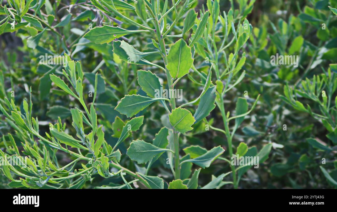 Bietou (Osteospermum moniliferum Stock Photo - Alamy