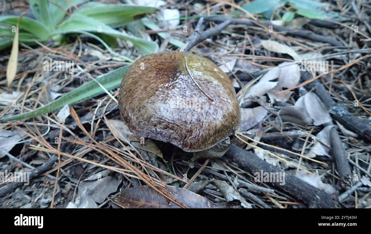 Purple-veiled Slippery Jack (Suillus luteus Stock Photo - Alamy
