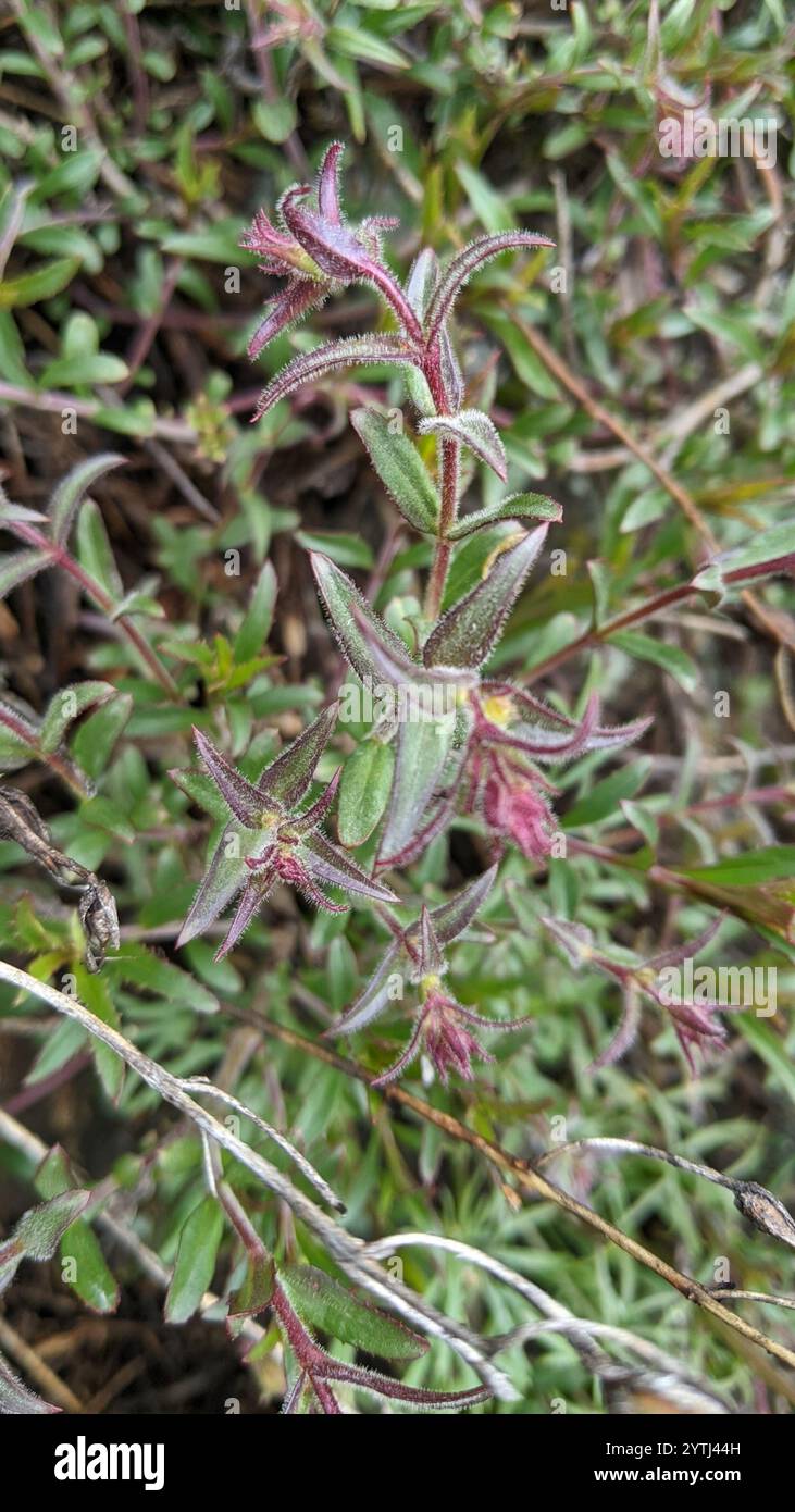 Bush Penstemon (Penstemon fruticosus Stock Photo - Alamy