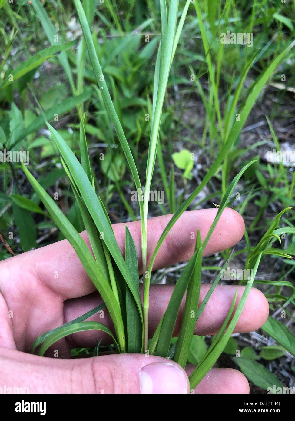 Grass-leaved prairie aster (Eurybia hemispherica Stock Photo - Alamy