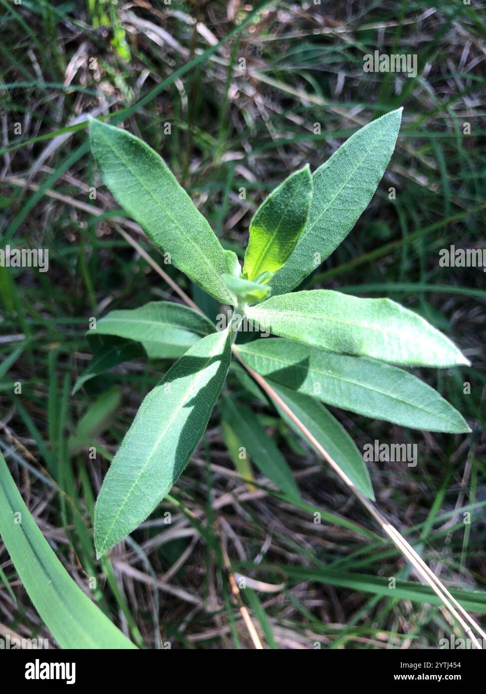 green comet milkweed (Asclepias viridiflora Stock Photo - Alamy