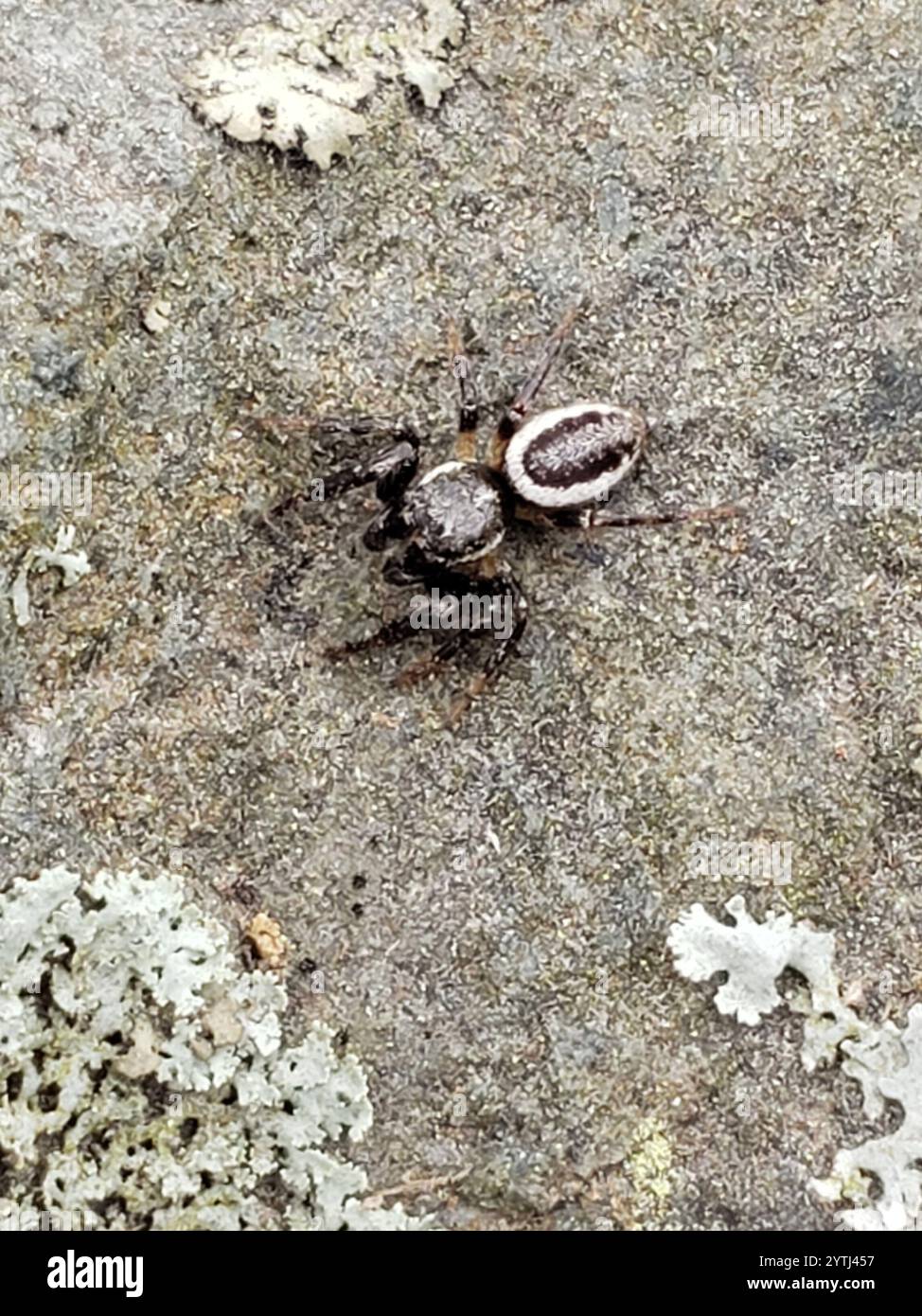 Bronze Jumping Spider (Eris militaris Stock Photo - Alamy