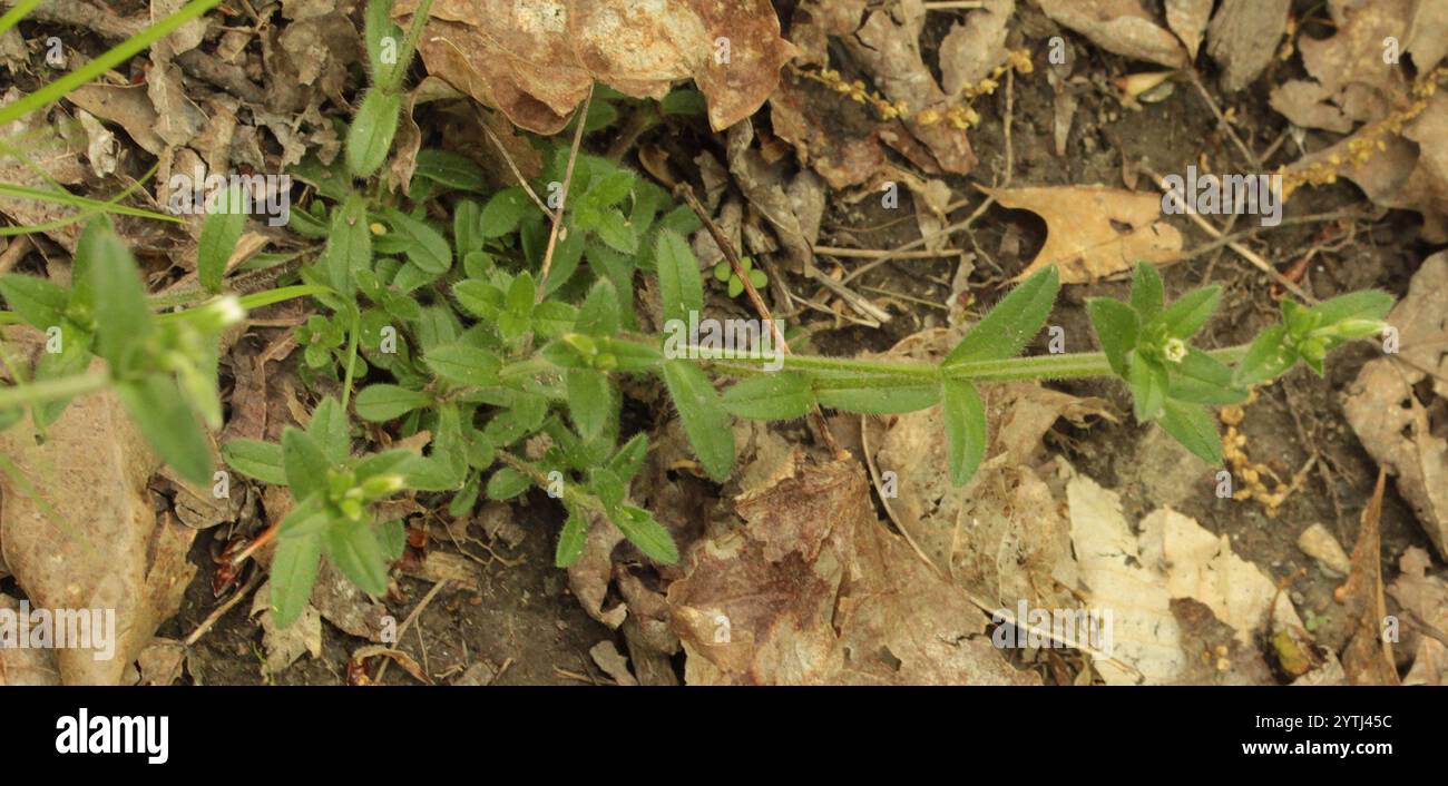 Common mouse-ear chickweed (Cerastium fontanum Stock Photo - Alamy