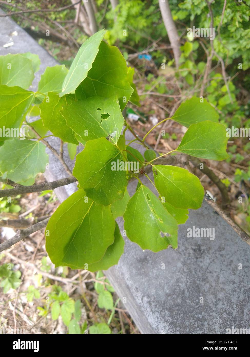 European aspen (Populus tremula Stock Photo - Alamy