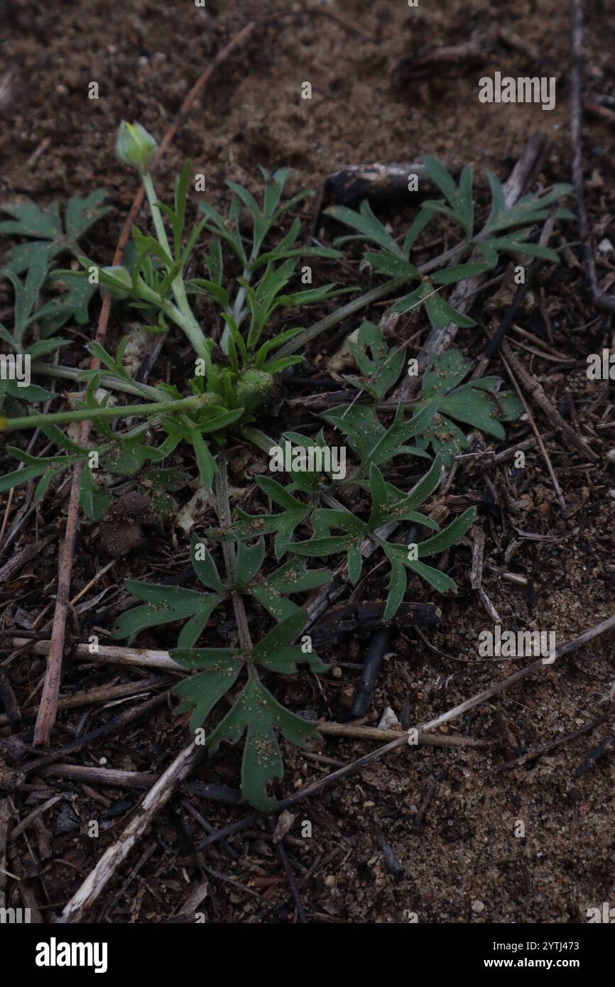 Early Buttercup (Ranunculus fascicularis Stock Photo - Alamy