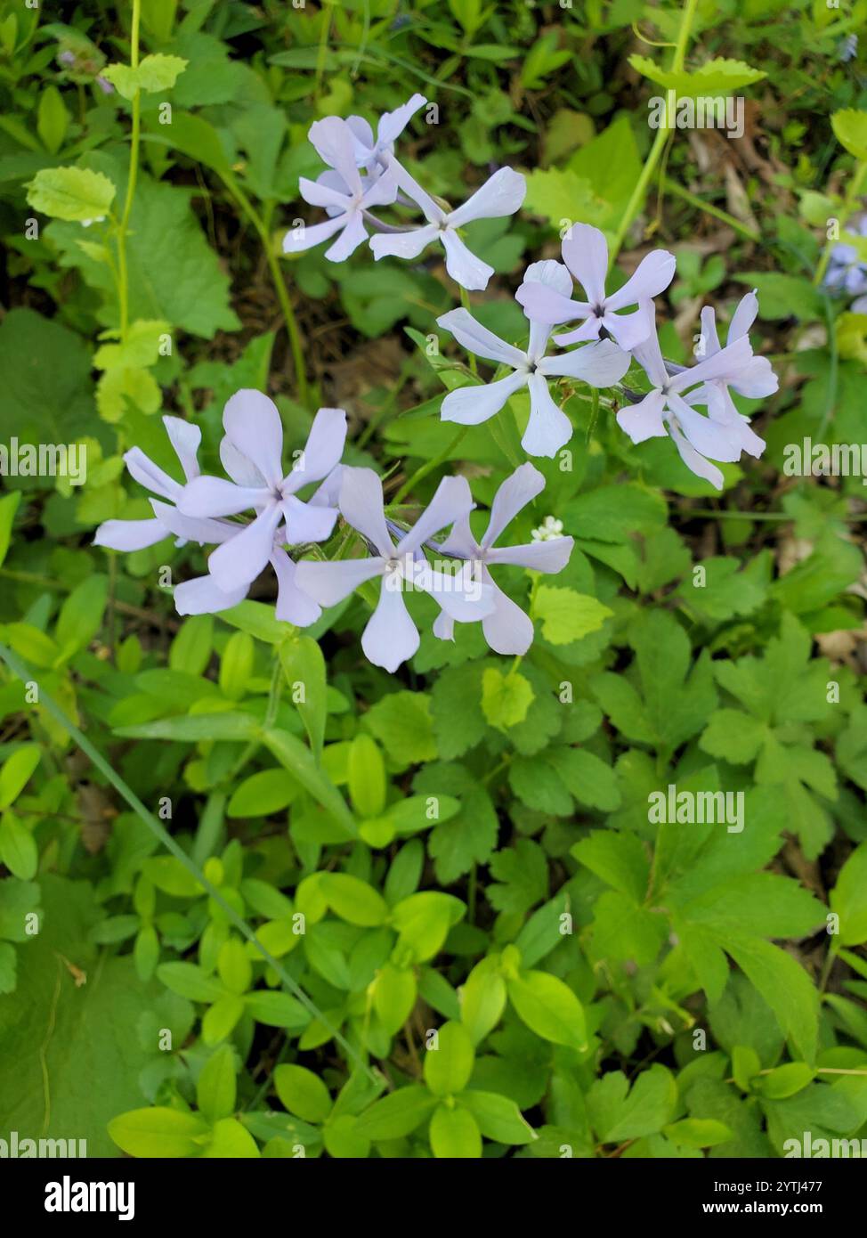 blue phlox (Phlox divaricata Stock Photo - Alamy