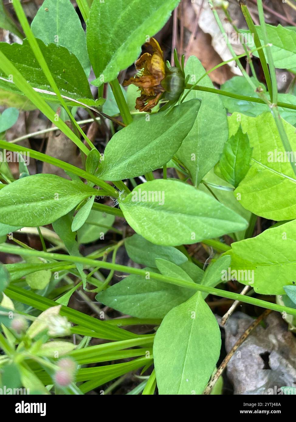 lobed coreopsis (Coreopsis auriculata Stock Photo - Alamy