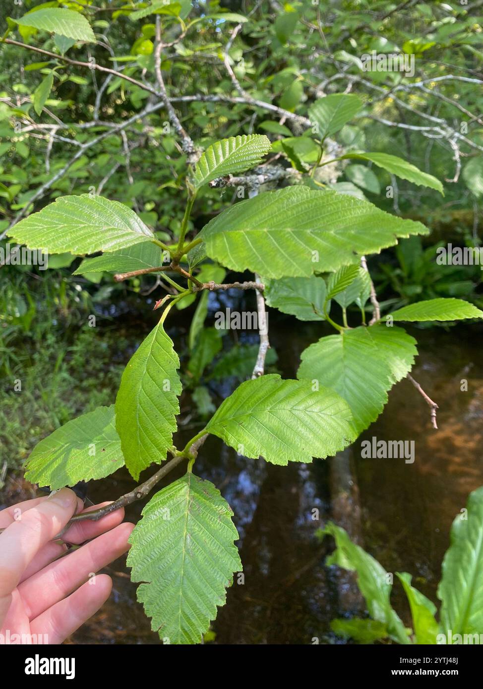 Red Alder (Alnus rubra Stock Photo - Alamy