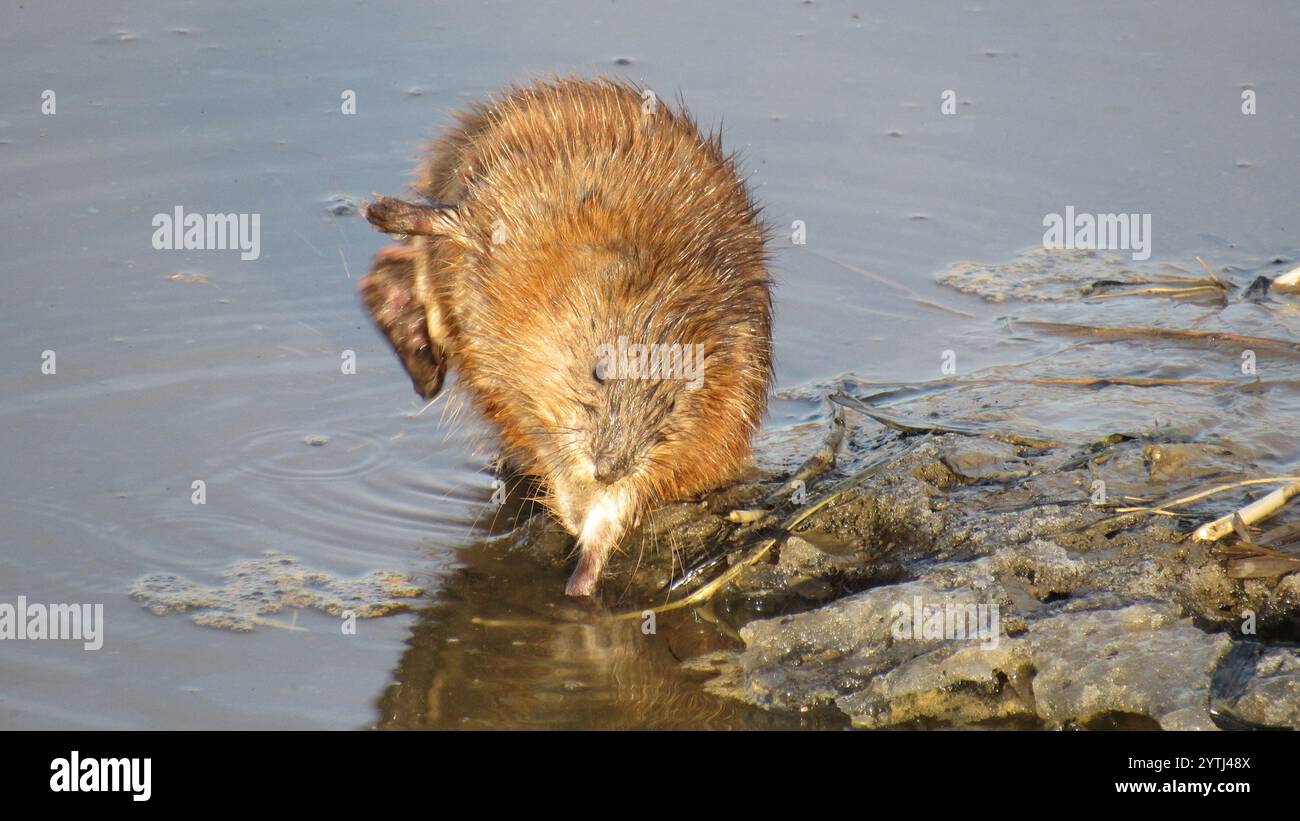Muskrat (Ondatra zibethicus Stock Photo - Alamy