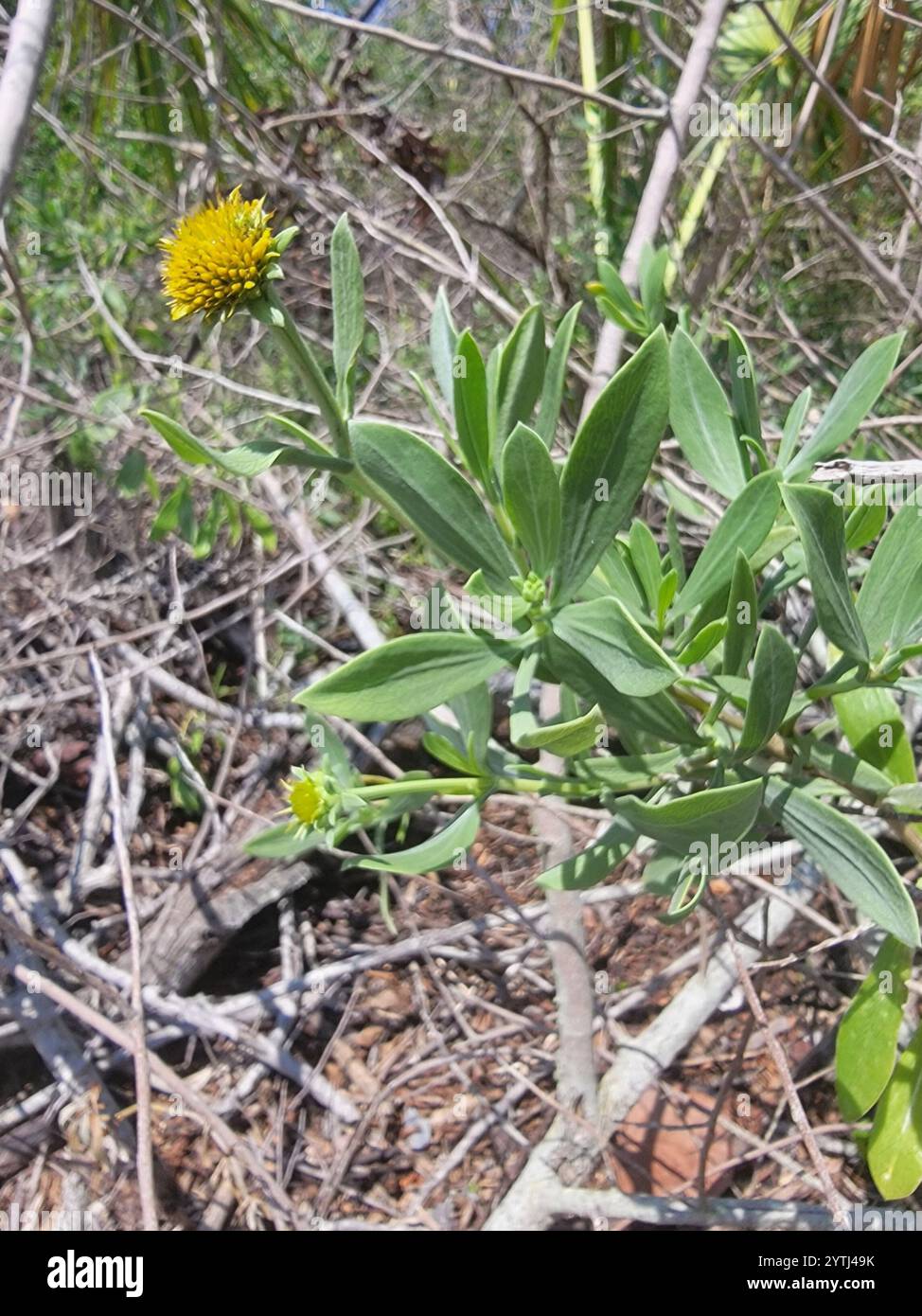 sea ox-eye (Borrichia frutescens Stock Photo - Alamy