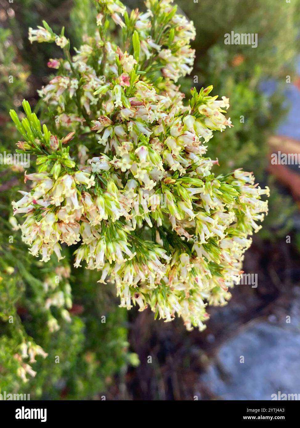 Rice Heath (Erica lutea Stock Photo - Alamy