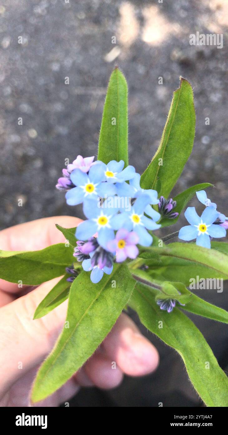 Wood Forget-me-not (Myosotis sylvatica Stock Photo - Alamy