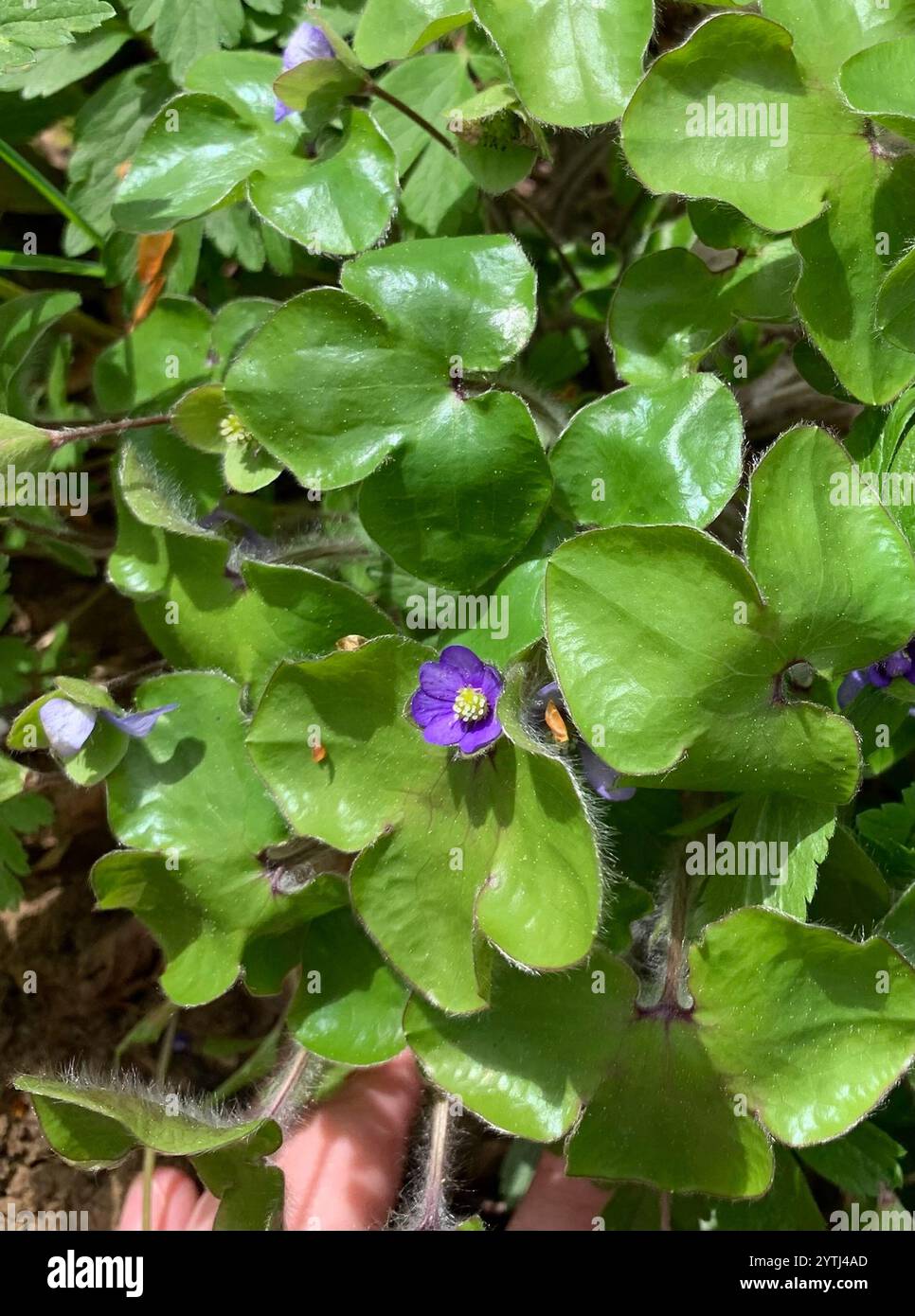 Liverleaf (Hepatica nobilis Stock Photo - Alamy