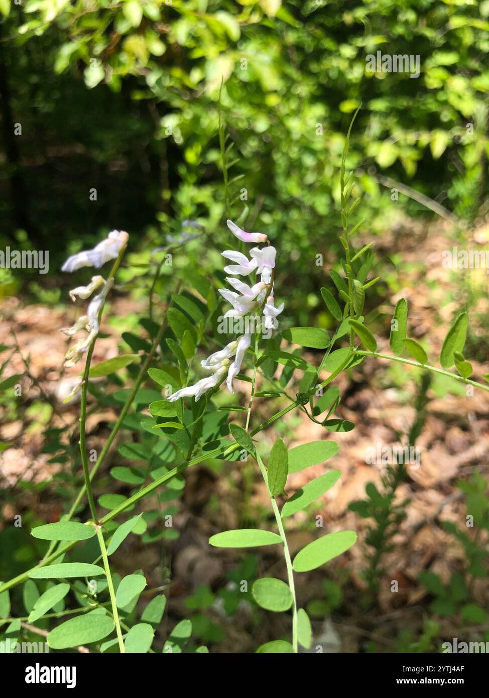 Carolina Vetch (Vicia caroliniana Stock Photo - Alamy