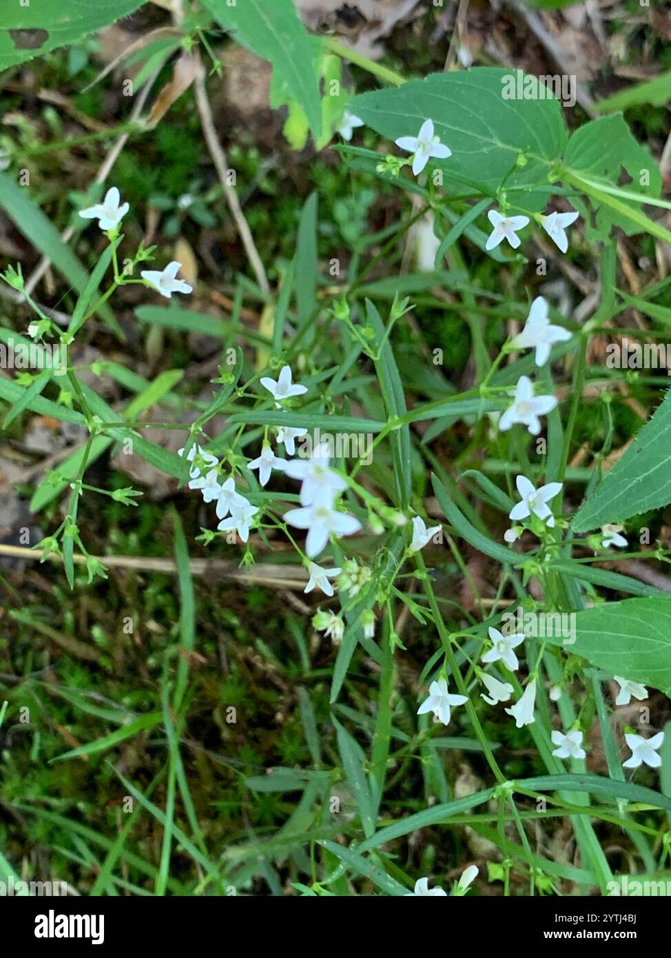 Long leaved houstonia hi-res stock photography and images - Alamy