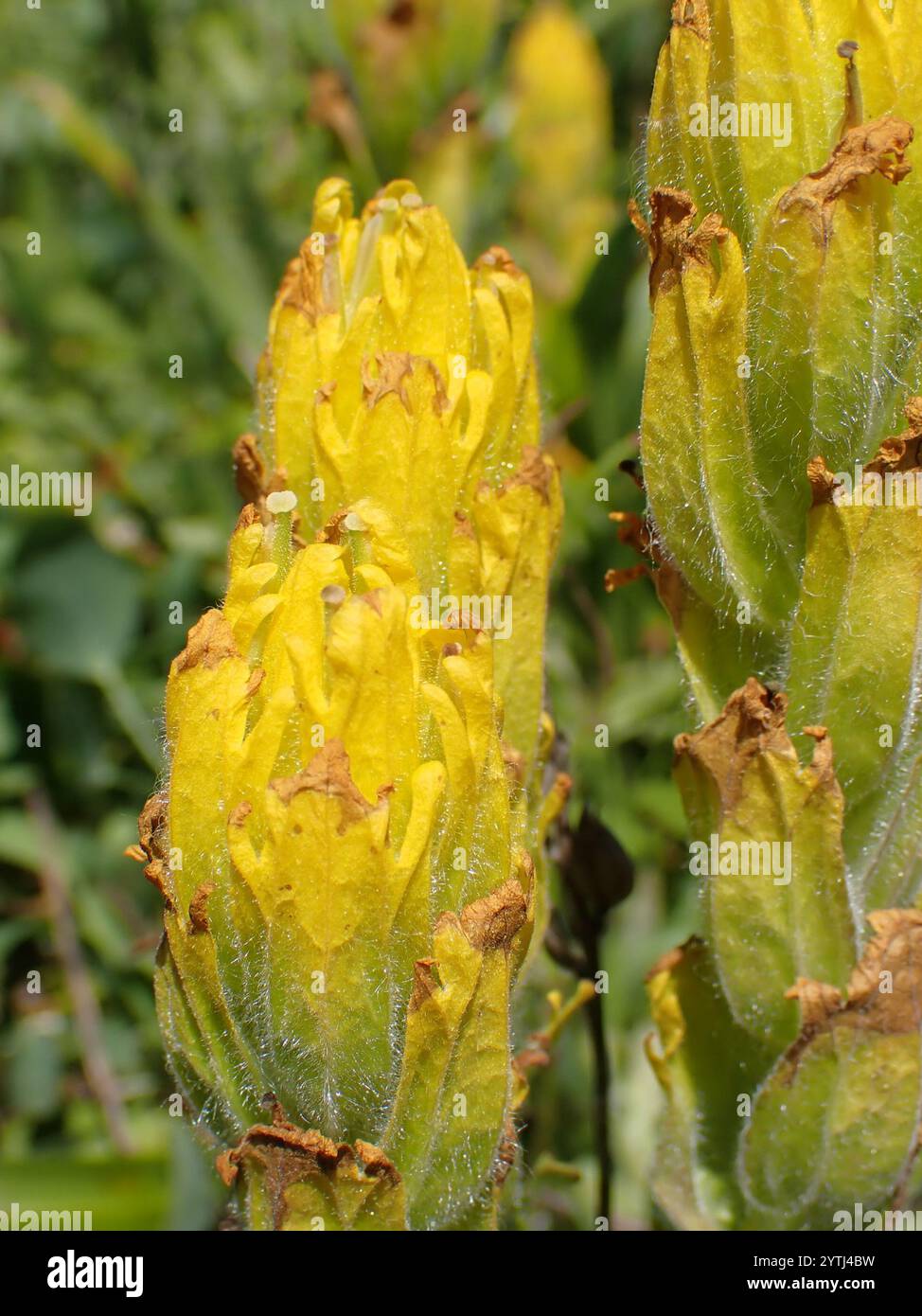 golden Indian paintbrush (Castilleja levisecta Stock Photo - Alamy