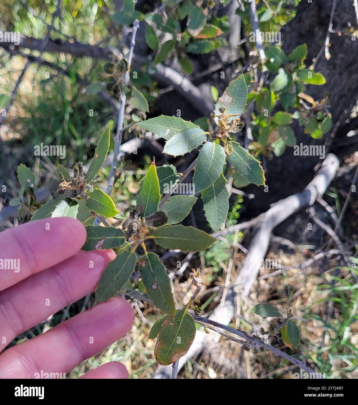interior live oak (Quercus wislizeni Stock Photo - Alamy