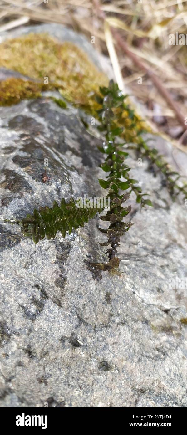 Canadian Waterweed (Elodea canadensis Stock Photo - Alamy