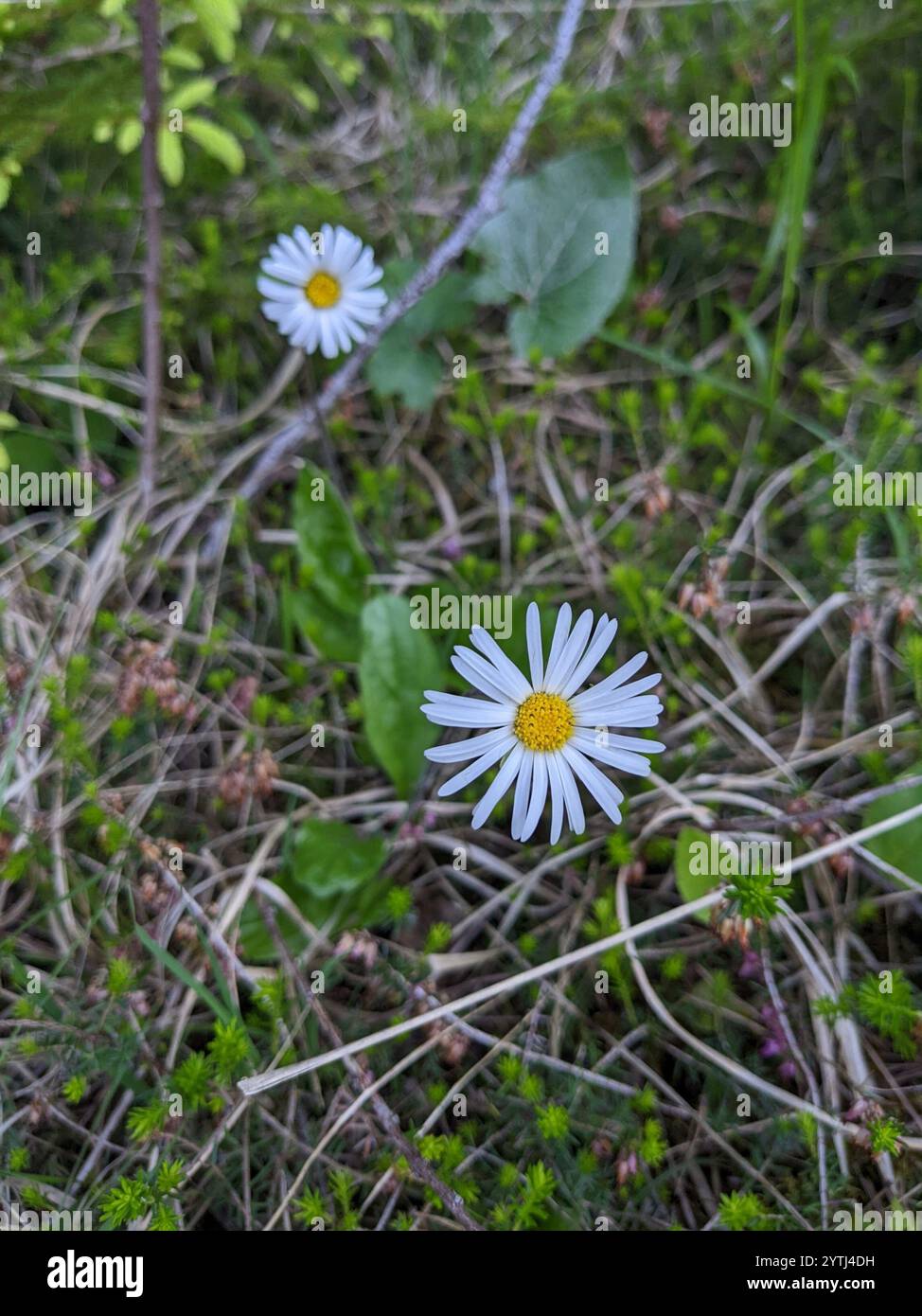false aster (Aster bellidiastrum Stock Photo - Alamy