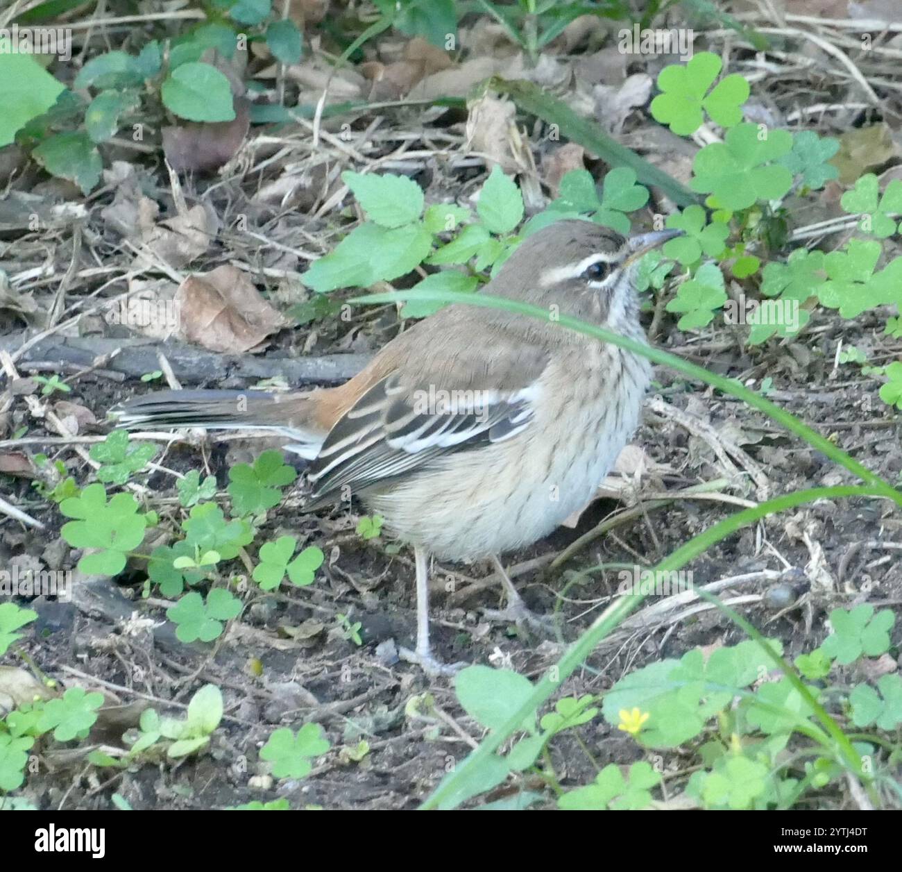 White browed scrub robin hi-res stock photography and images - Alamy