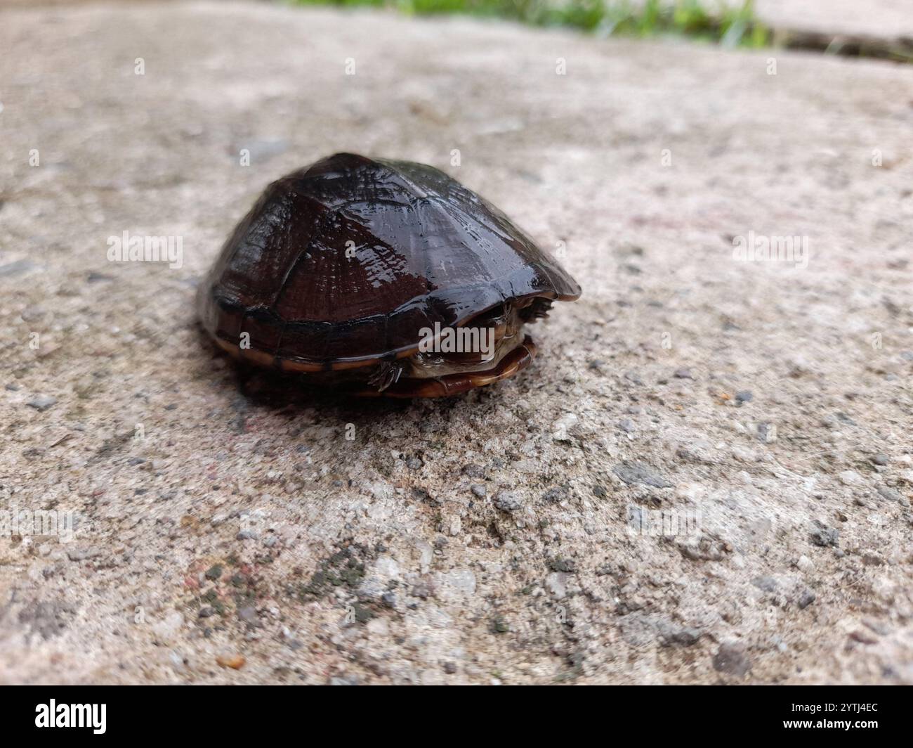 Scorpion Mud Turtle (Kinosternon scorpioides Stock Photo - Alamy