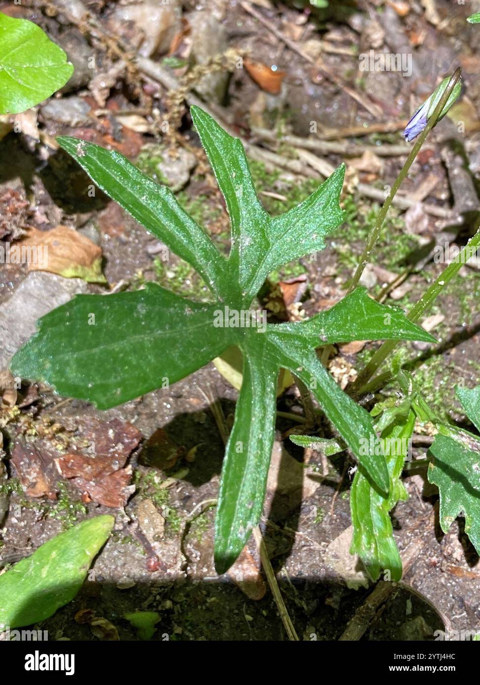 three-lobed violet (Viola palmata Stock Photo - Alamy