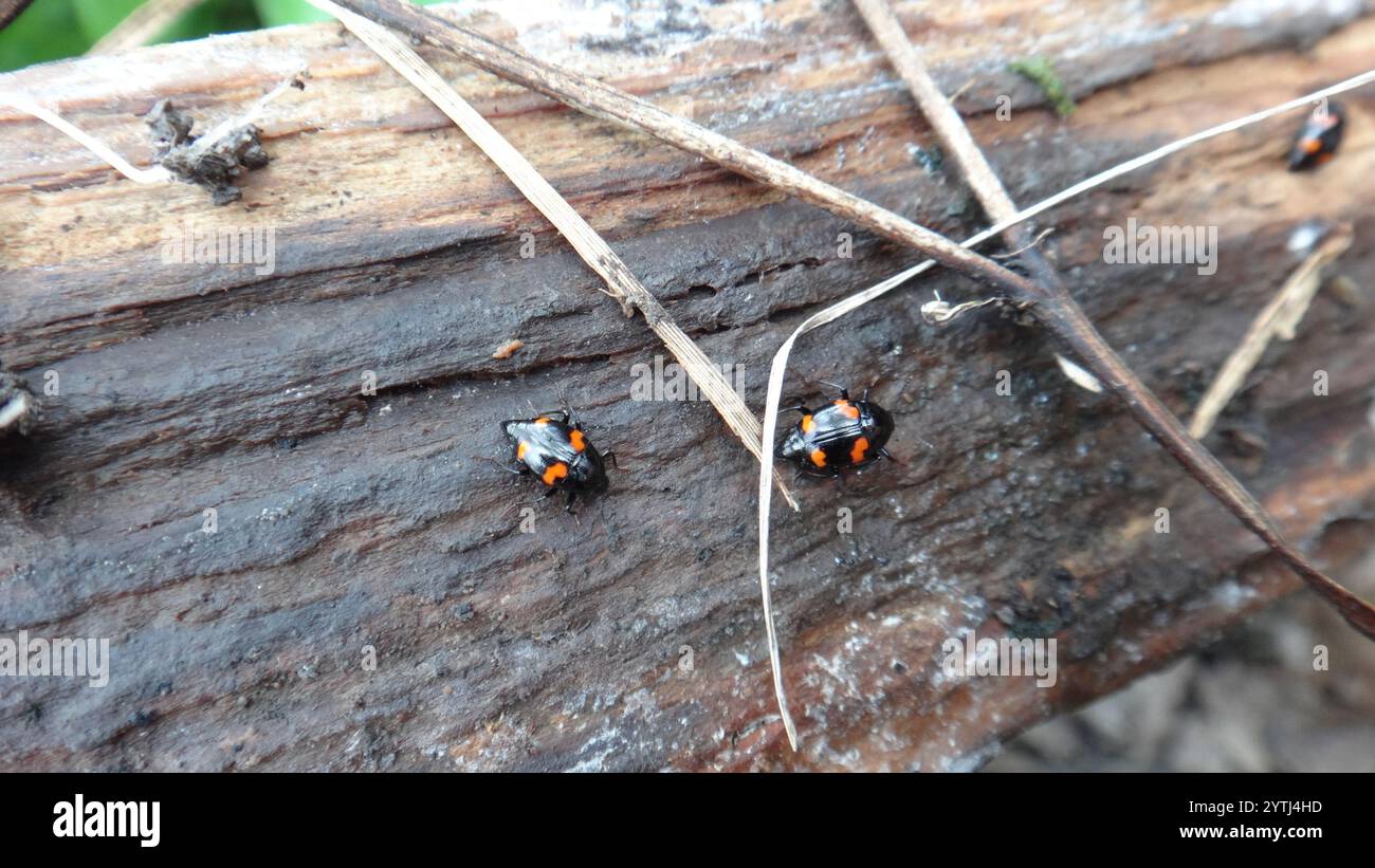 Orange-spotted Scaphidium (Scaphidium quadrimaculatum Stock Photo - Alamy
