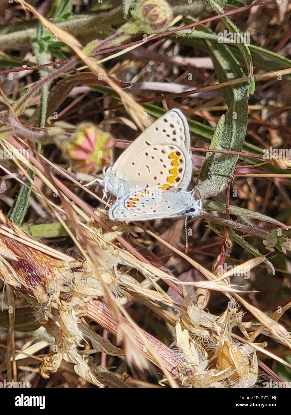 Acmon Blue (Icaricia acmon Stock Photo - Alamy