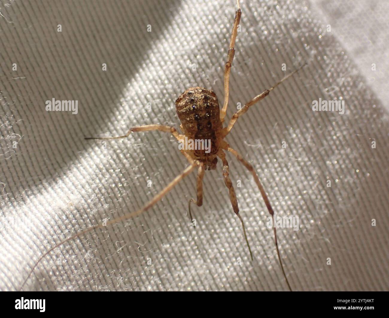 Protolophus hi-res stock photography and images - Alamy