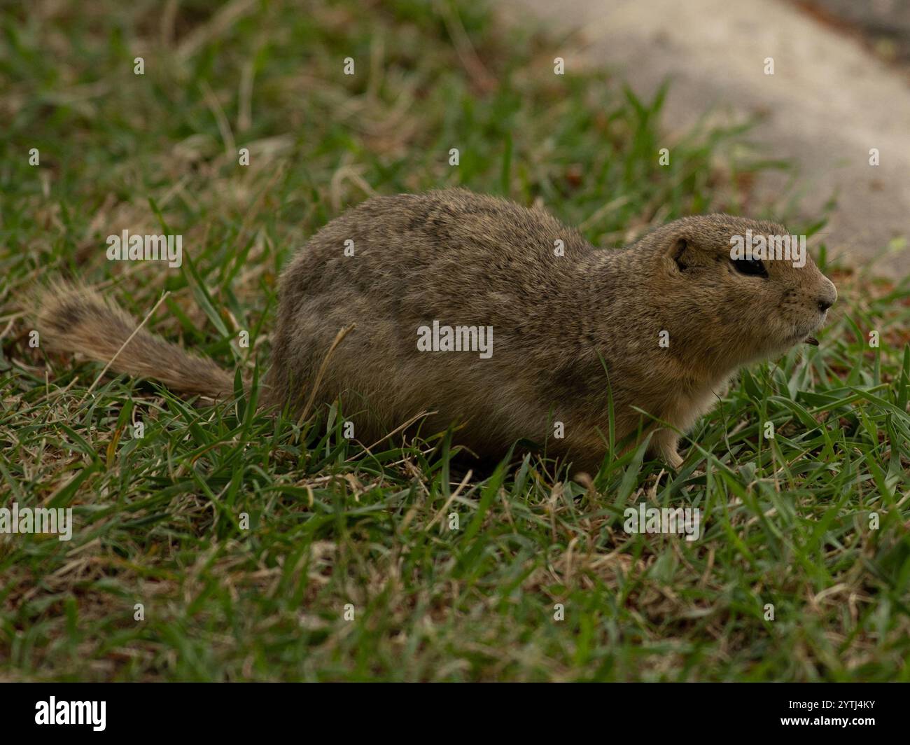 Richardson's Ground Squirrel (Urocitellus richardsonii Stock Photo - Alamy