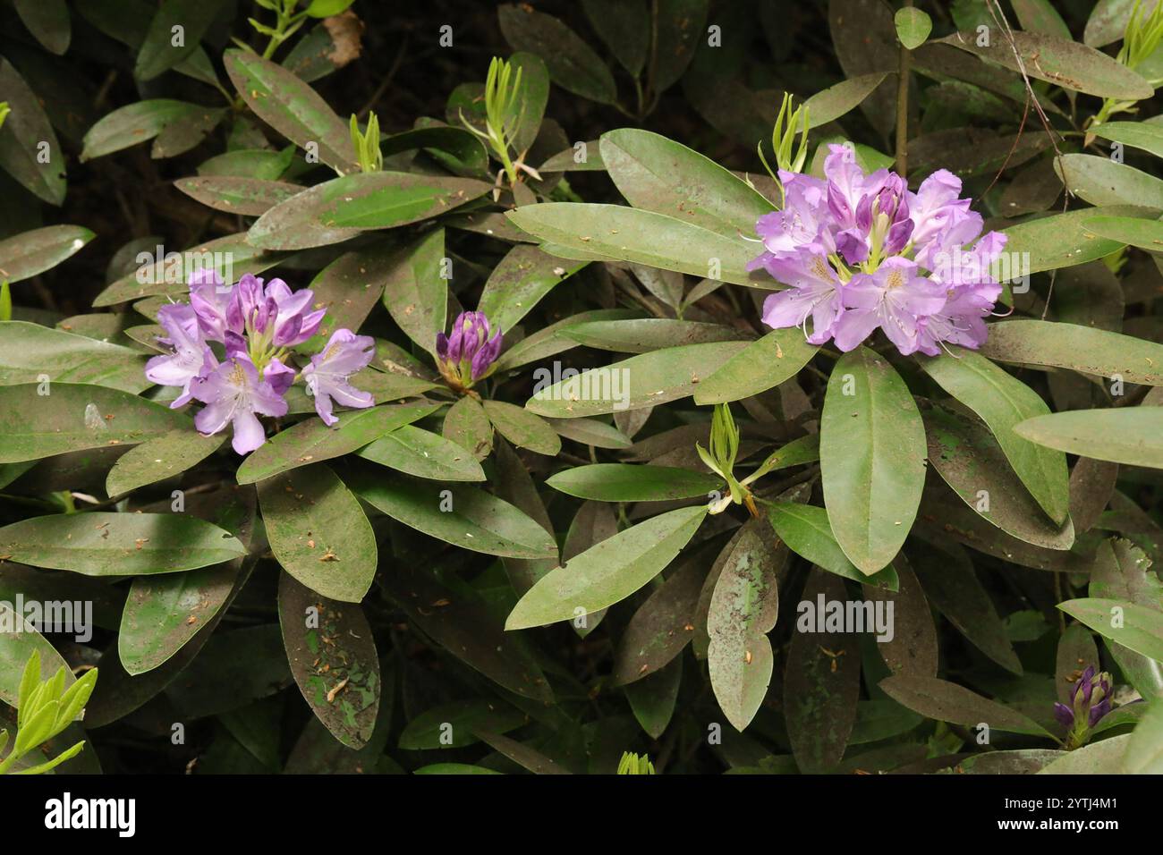 Common Rhododendron (Rhododendron ponticum Stock Photo - Alamy