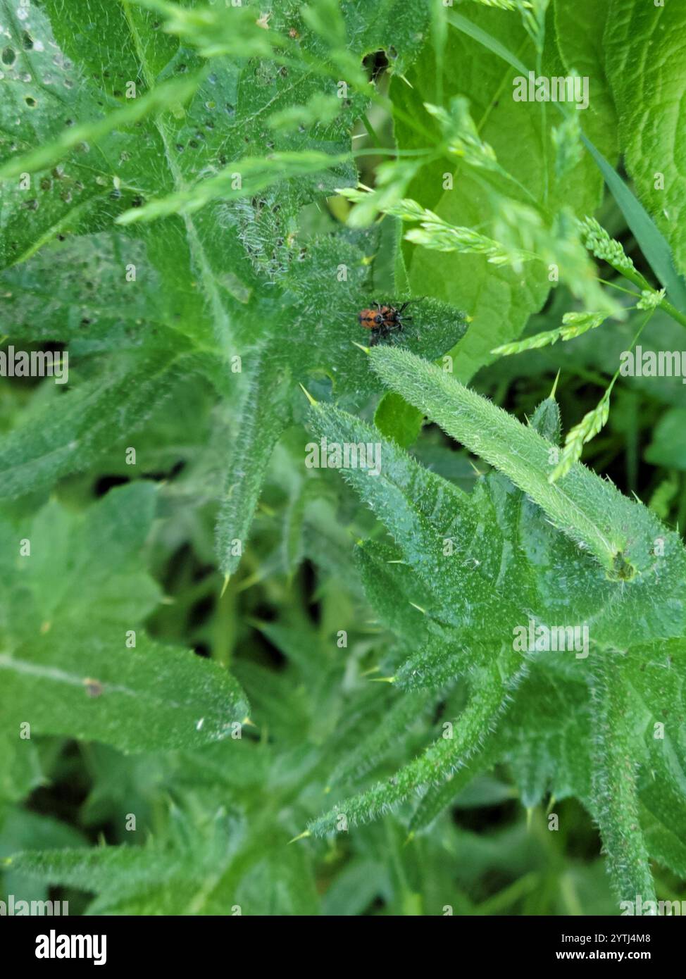 Cocklebur Weevil (Rhodobaenus quinquepunctatus Stock Photo - Alamy