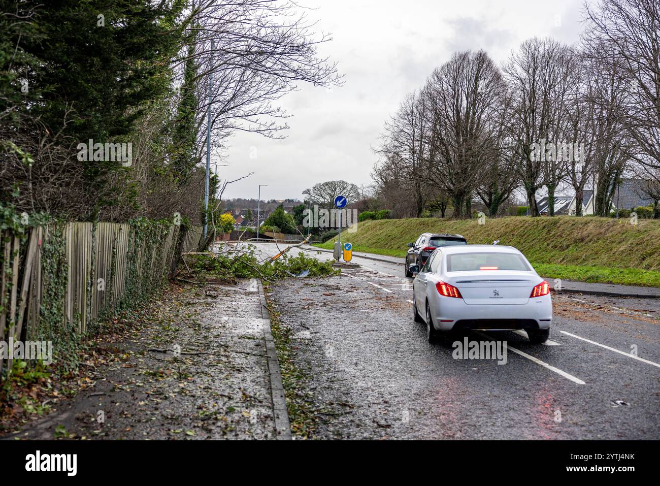 Belfast, Northern Ireland. 7th Dec 2024. Fallen trees across Belfast as ...